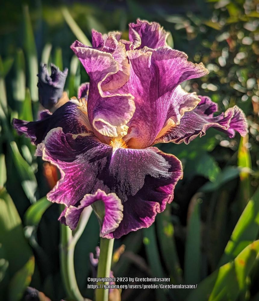 Tall Bearded Iris (Iris 'Spirit World') in the Irises Database - Garden.org