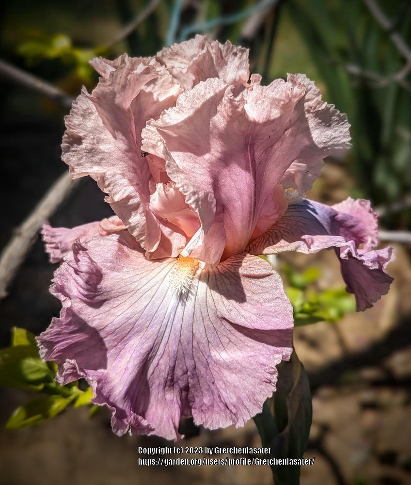 Photo of the bloom of Tall Bearded Iris (Iris 'Pond Lily') posted by ...
