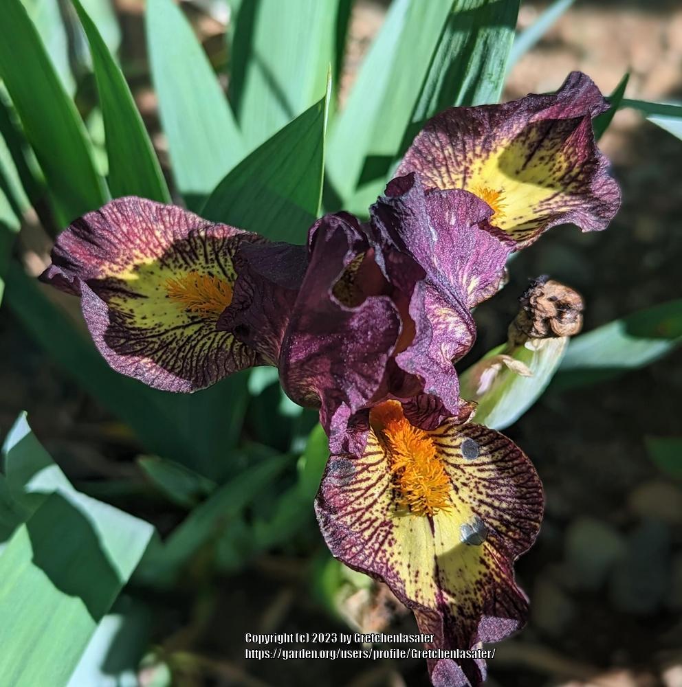 Photo of the bloom of Standard Dwarf Bearded Iris (Iris 'Ruby Passion ...