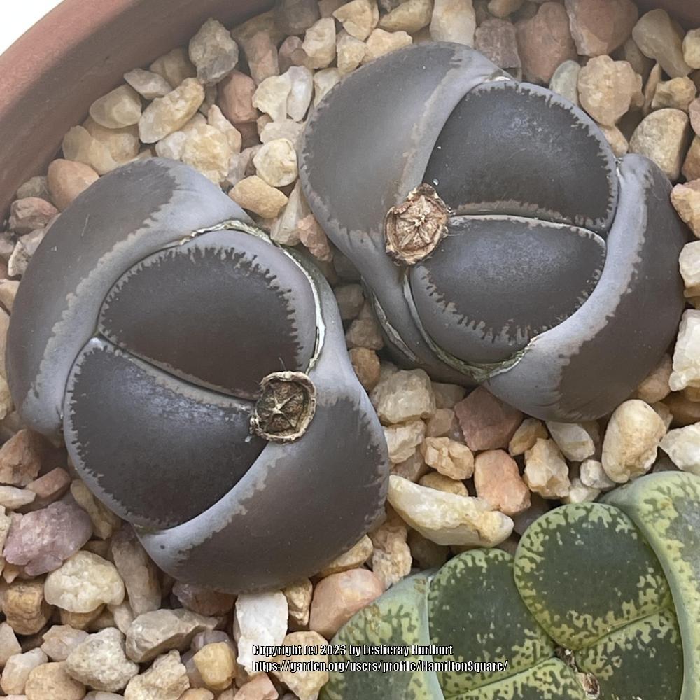 Photo of the entire plant of Living Stones (Lithops lesliei subsp ...