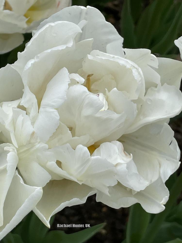 Photo of the bloom of Tulip (Tulipa 'Northcap') posted by RachaelHunter ...