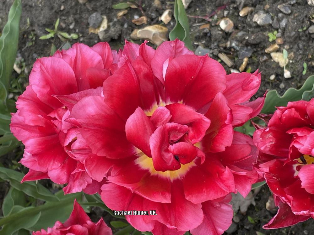 Double Early Tulip (Tulipa 'Caravaggio') in the Tulips Database ...