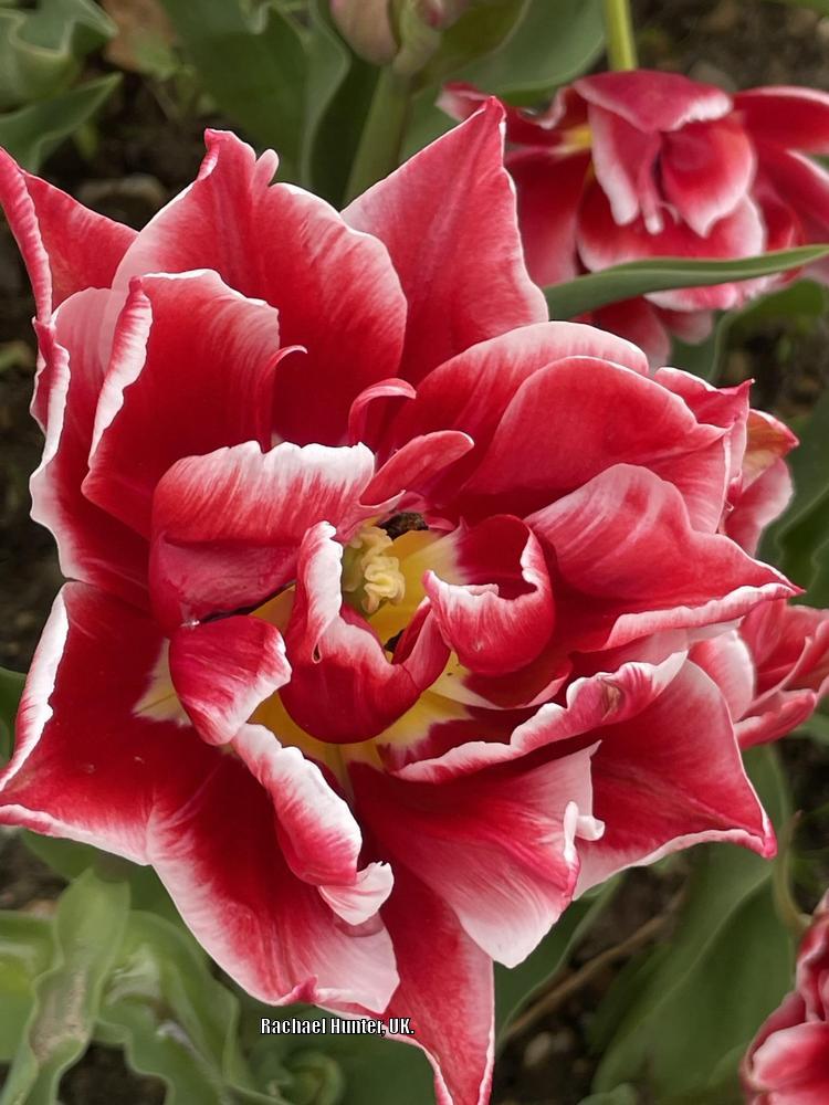 Double Early Tulip (Tulipa 'Paul Rubens') in the Tulips Database ...
