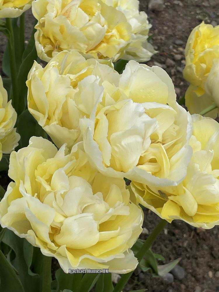 Double Early Tulip (Tulipa 'Verona') in the Tulips Database - Garden.org
