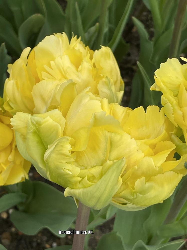 Photo of the bloom of Tulip (Tulipa 'Yellow Margarita') posted by ...