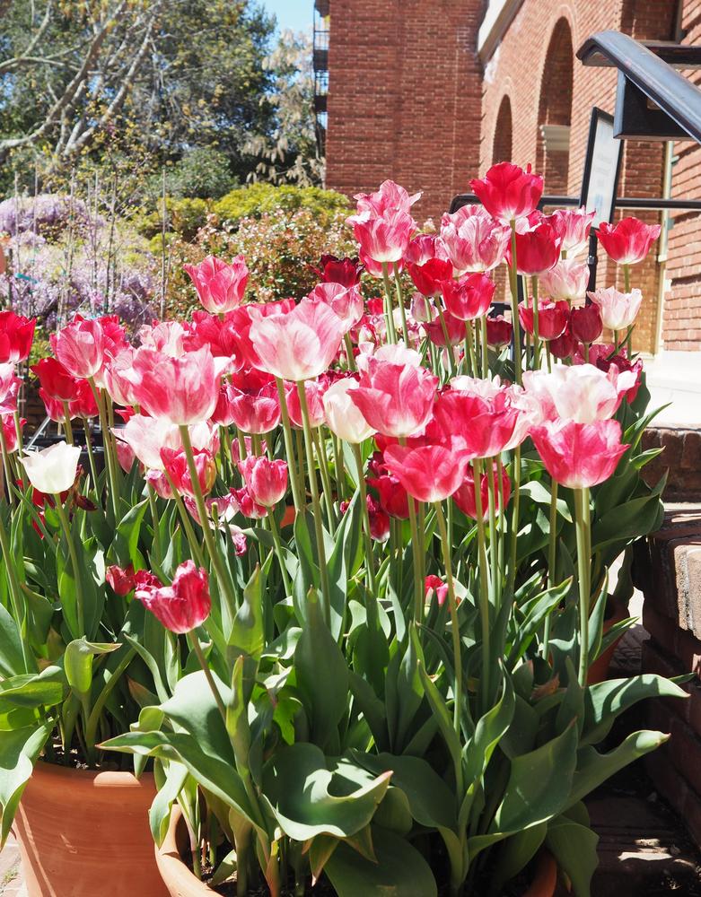 Tulip (Tulipa 'Gander's Rhapsody') in the Tulips Database - Garden.org
