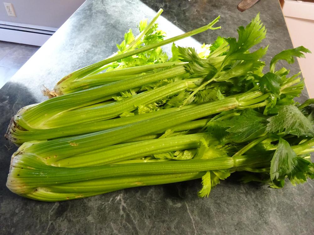 Photo of the entire plant of Celery (Apium graveolens var. dulce ...