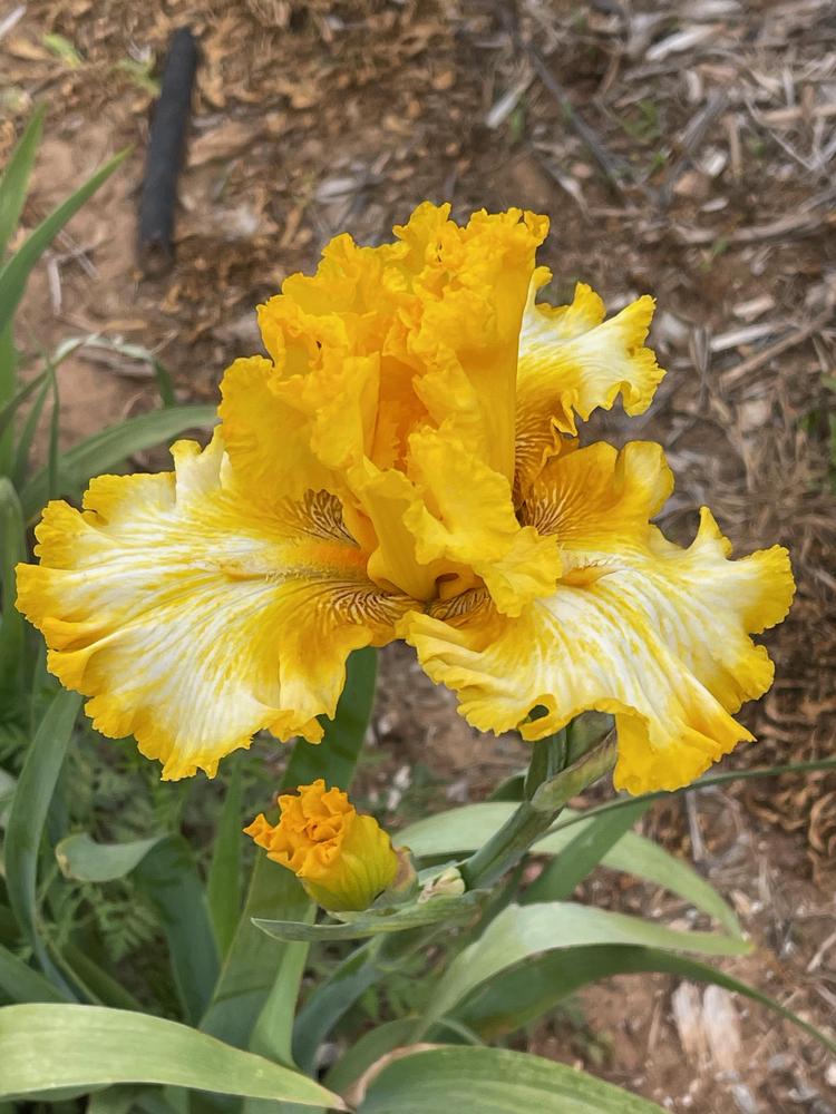 Tall Bearded Iris (Iris 'Blind Luck') in the Irises Database - Garden.org