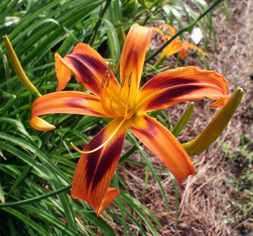 Daylily (Hemerocallis 'Tigereye Spider') in the Daylilies Database ...