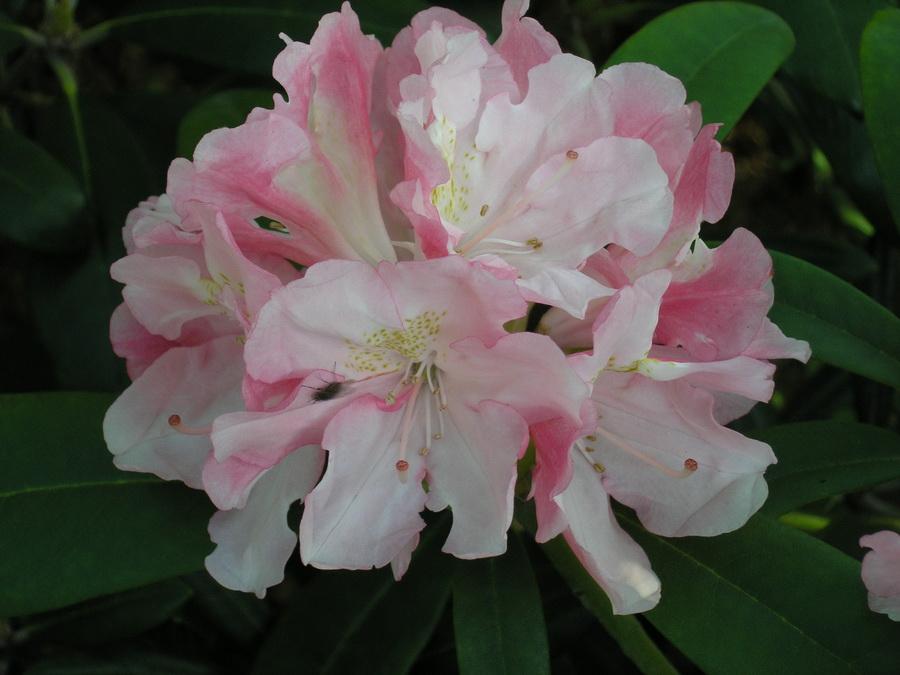 Rhododendron 'Yaku Prince' in the Rhododendrons Database - Garden.org