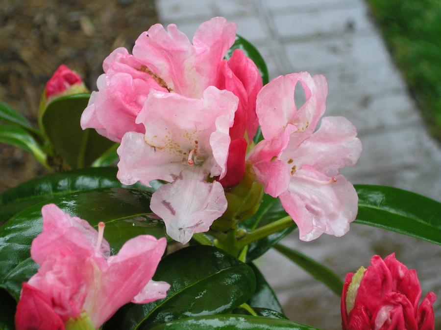 Photo of the bloom of Rhododendron 'Yaku Prince' posted by jathton ...