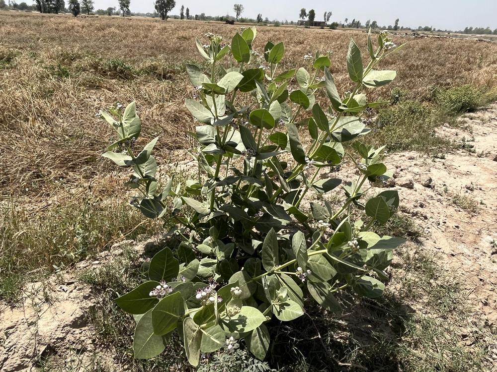 Photo of the habitat view of Sodom Apple (Calotropis procera) posted by ...