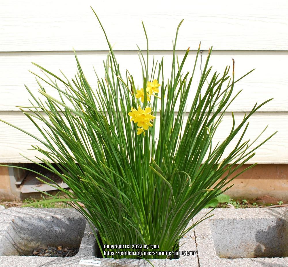 Photo of the entire plant of Jonquilla Daffodil (Narcissus 'Baby Boomer ...