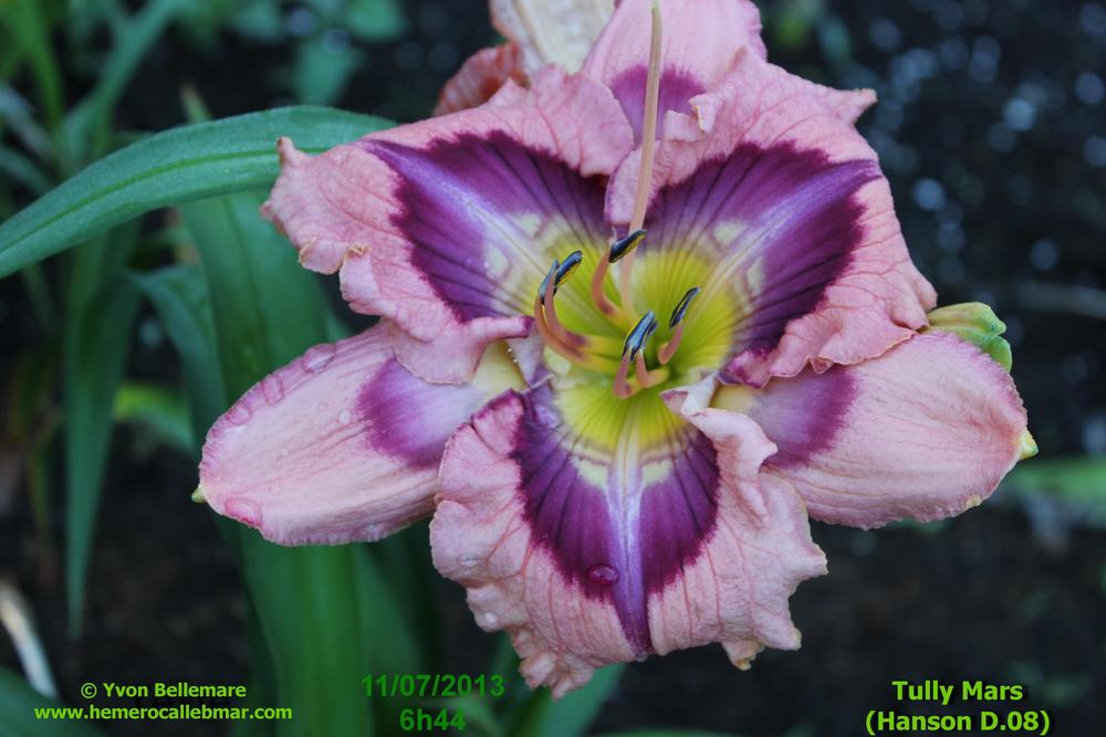 Photo of the bloom of Daylily (Hemerocallis 'Tully Mars') posted by ...