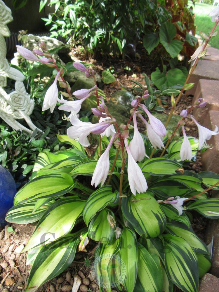 Photo of the bloom of Hosta 'Rainbow's End' posted by Frillylily ...