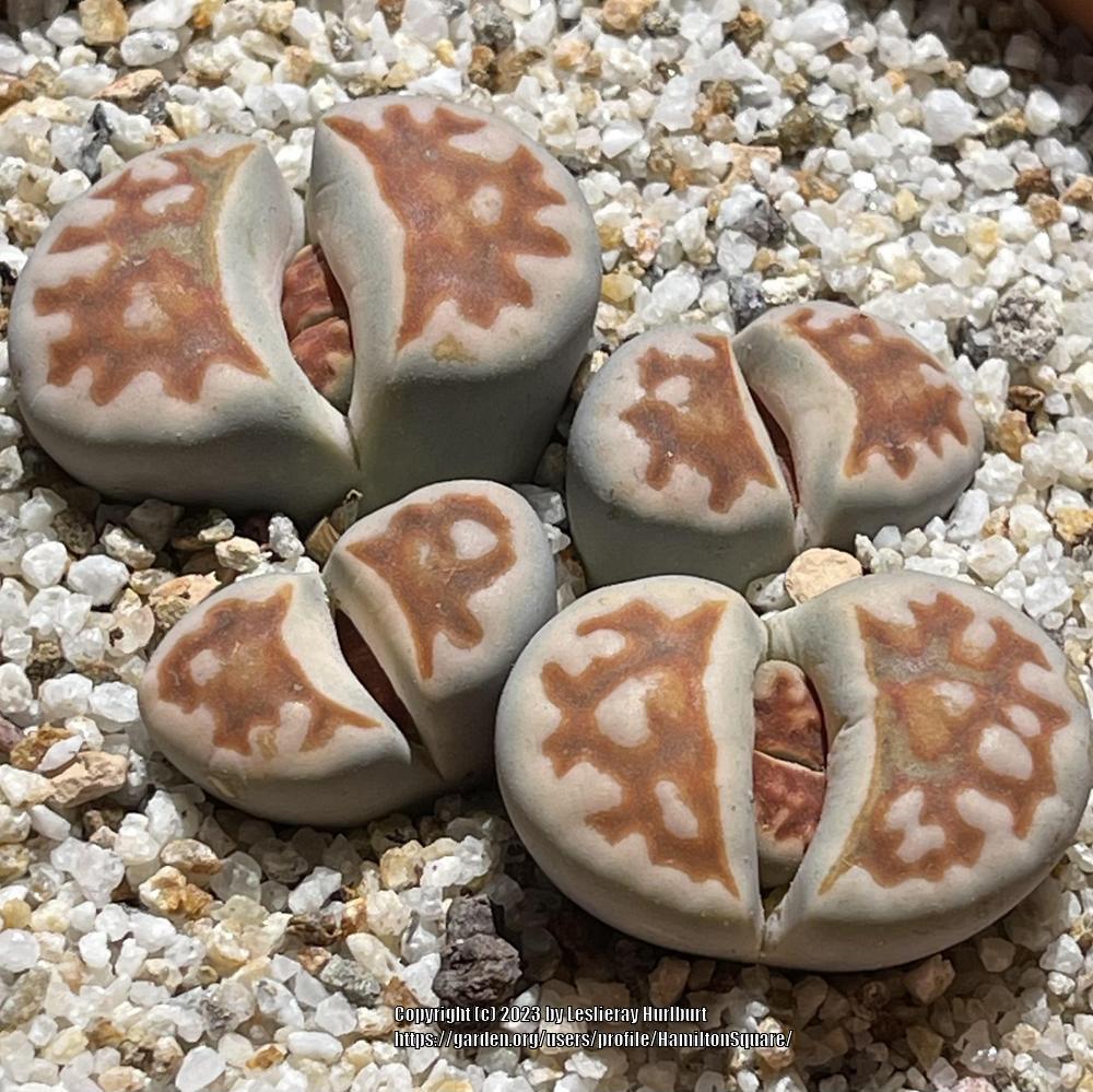 Photo of the emerging growth of Lithops (Lithops karasmontana subsp. karasmontana 'Top Red ...
