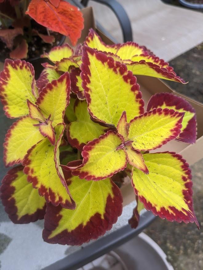Coleus (Coleus scutellarioides Stained Glassworks™ Velvet) in the ...