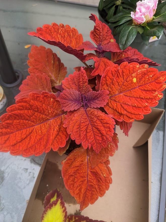 Photo of the leaves of Coleus (Coleus scutellarioides 'Inferno') posted ...