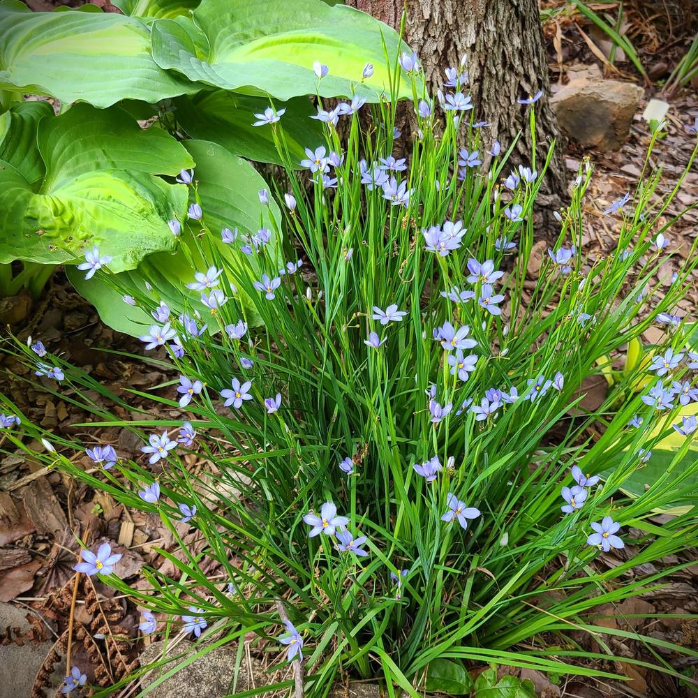 Photo of the entire plant of Blue-Eyed Grass (Sisyrinchium ...