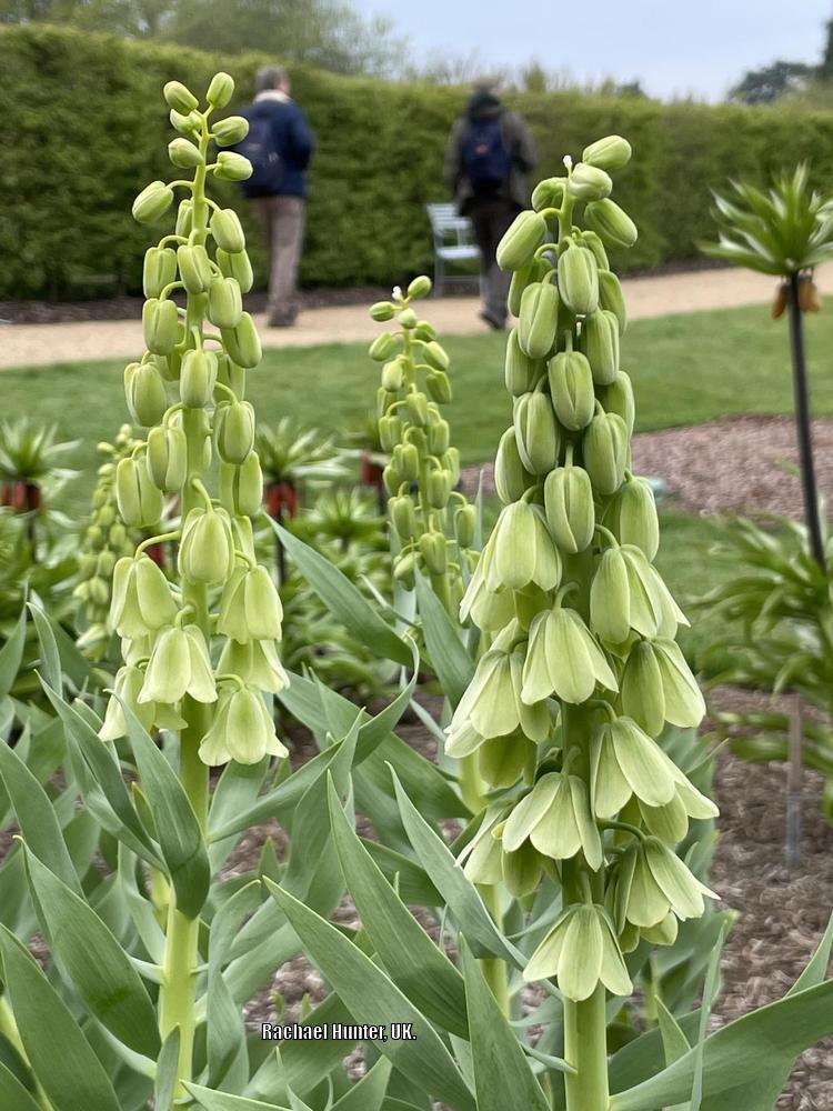 Photo of the bloom of Persian Fritillary (Fritillaria persica 'Ivory ...