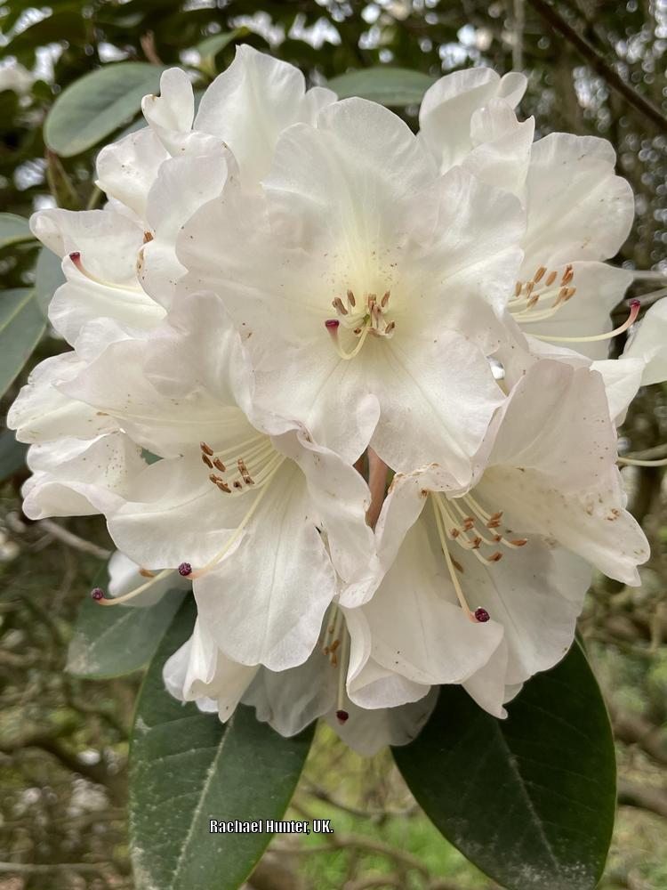 Photo of the bloom of Rhododendron 'Unique' posted by RachaelHunter ...