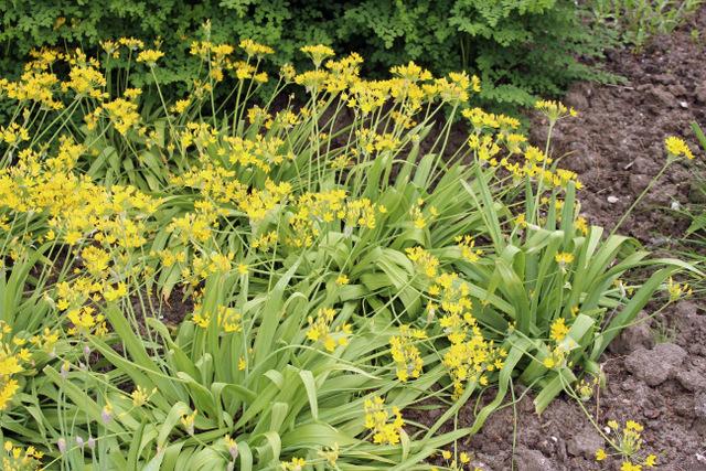 Photo of the entire plant of Golden Garlic (Allium moly) posted by ...