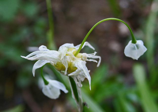 Photo of the bloom of Few Flowered Leek (Allium paradoxum) posted by ...