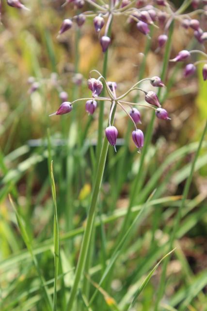 Photo of the bloom of Allium macranthum posted by RuuddeBlock - Garden.org