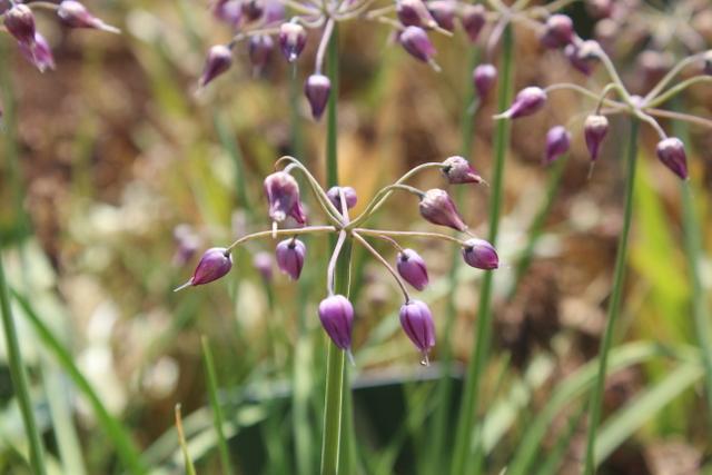 Photo of the bloom of Allium macranthum posted by RuuddeBlock - Garden.org