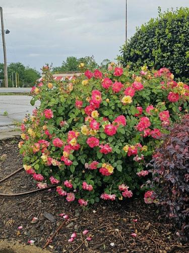 Rose identification in the Roses forum - Garden.org