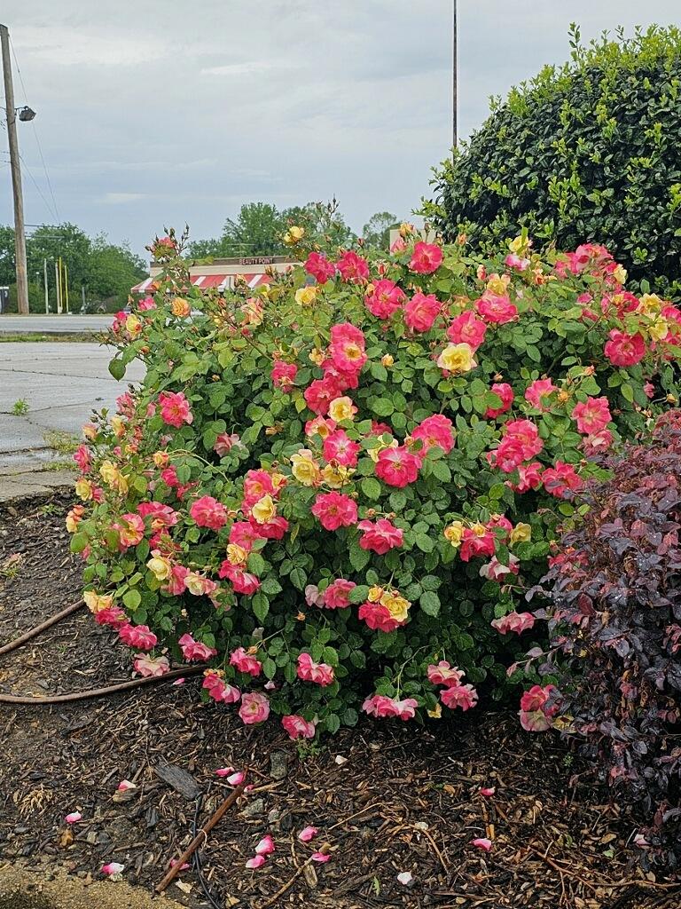 Rose identification in the Roses forum - Garden.org