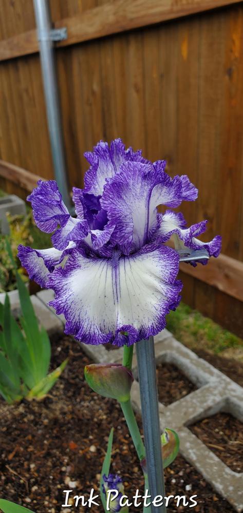 Photo of the bloom of Tall Bearded Iris (Iris 'Ink Patterns') posted by ...