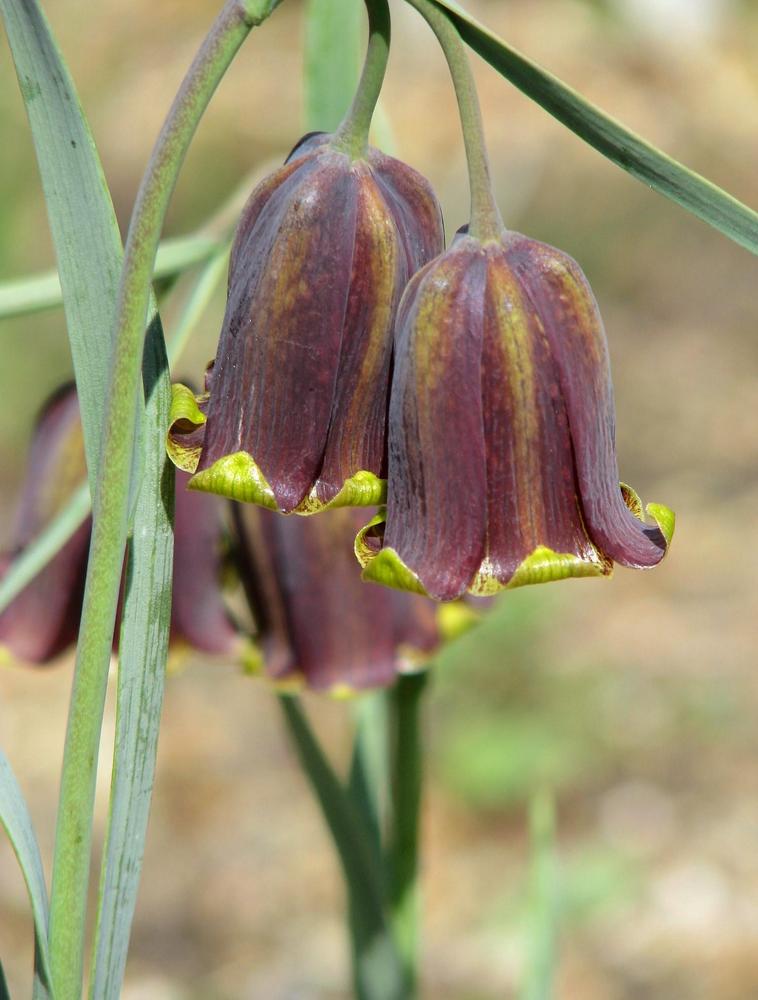 Photo of the bloom of Fritillaria pyrenaica posted by scvirginia ...