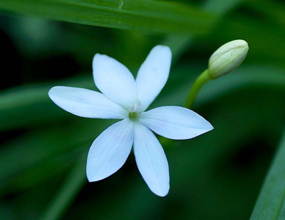 Photo of the bloom of Freesia (Freesia laxa 'Alba') posted by ...