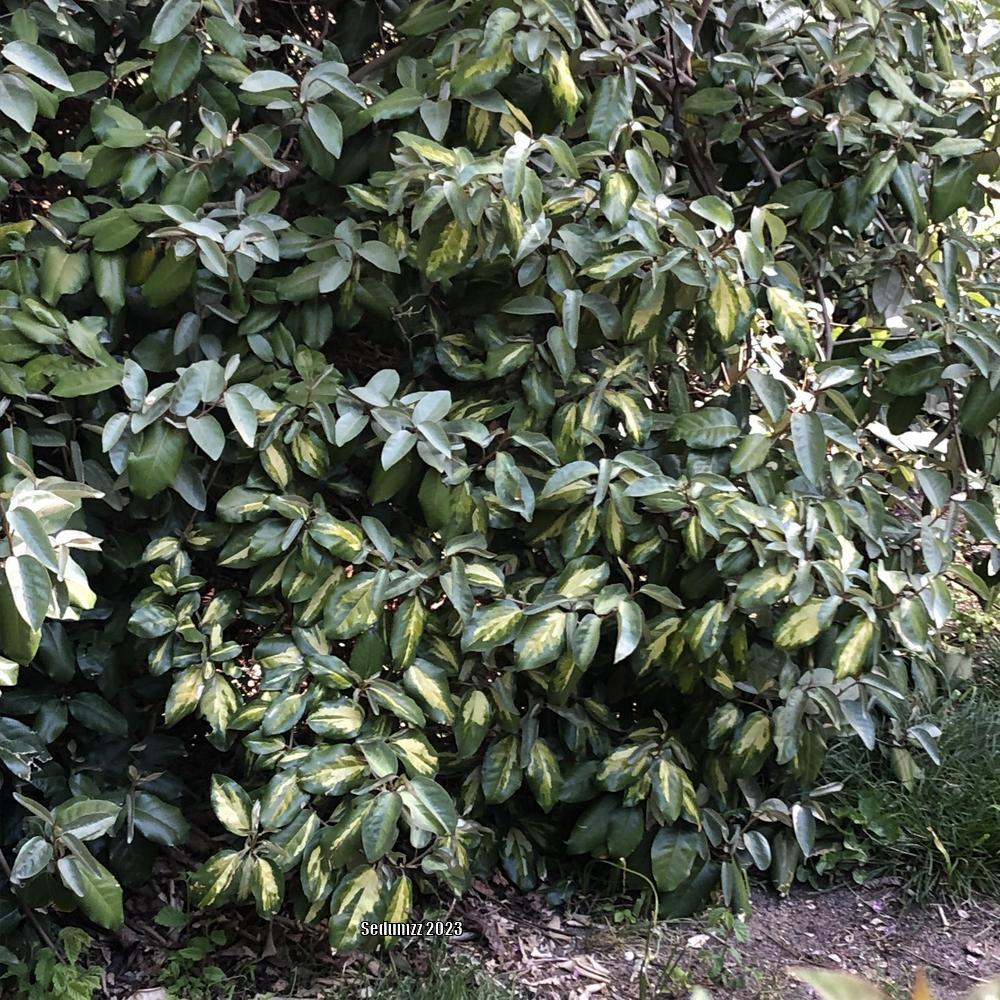 Photo of the entire plant of Golden Elaeagnus (Elaeagnus pungens ...