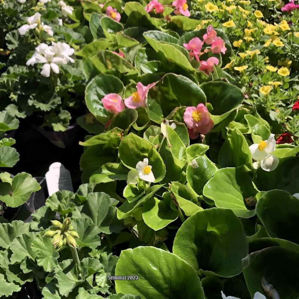 Photo of the entire plant of Begonia 'Bada Bing Rose' posted by sedumzz ...