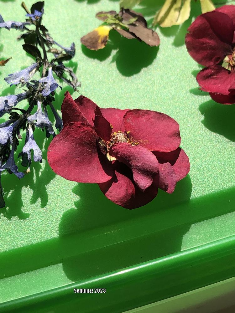 Photo of the bloom of Strawberry (Fragaria x ananassa Berried Treasure ...
