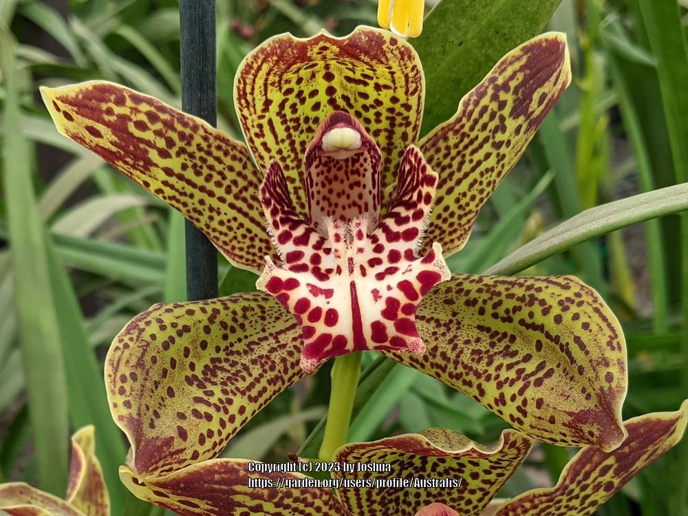 Orchid (Cymbidium Via Horizons 'Simplicity') - Garden.org