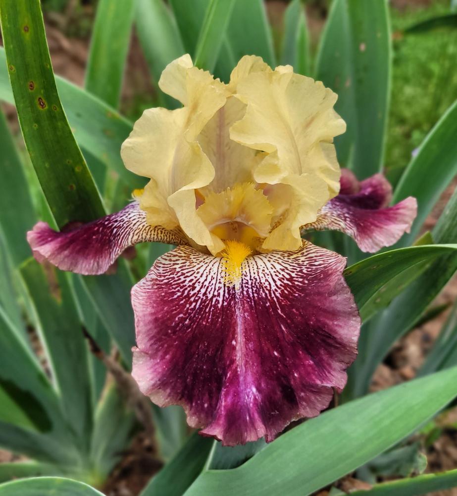 Photo of the bloom of Tall Bearded Iris (Iris 'Ziggy') posted by Bitoftrouble - Garden.org