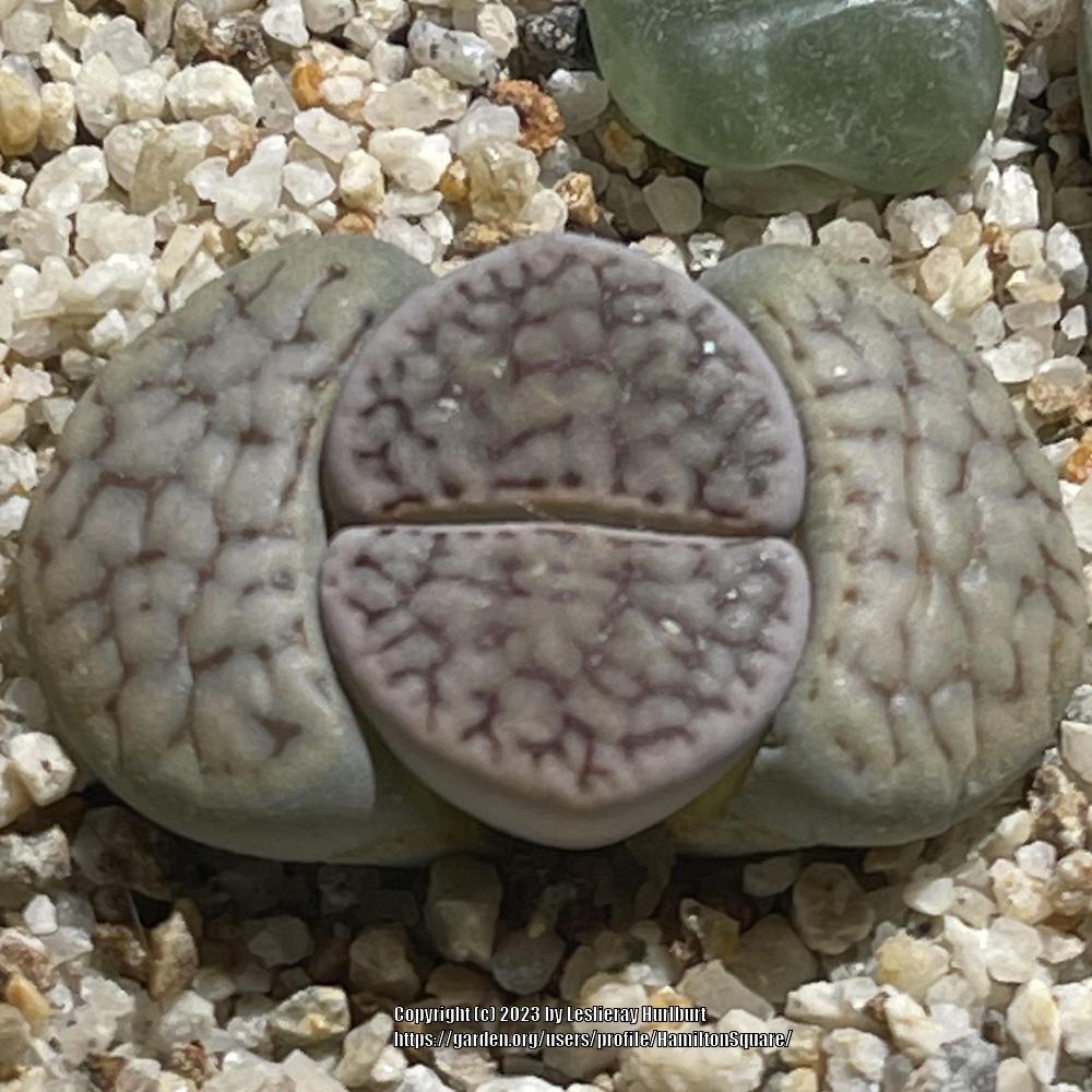 Photo of the emerging growth of Living Stones (Lithops schwantesii var ...