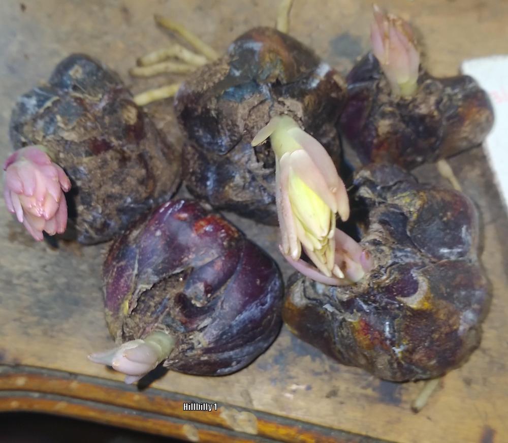 Photo of the bulb of Regal Lily (Lilium regale) posted by HoodLily ...