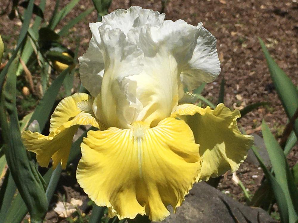Photo of the bloom of Tall Bearded Iris (Iris 'Lemon Cloud') posted by ...