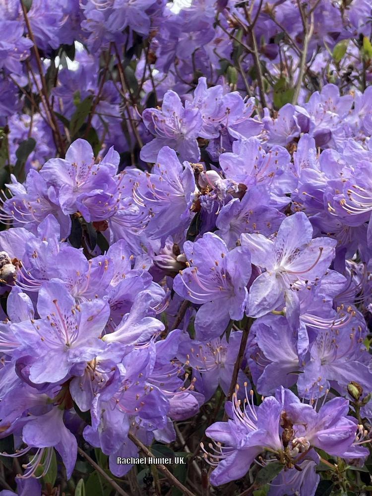 Photo of the bloom of Rhododendron 'Hydon Rodney' posted by ...