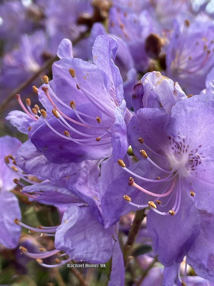 Rhododendron 'Hydon Rodney' in the Rhododendrons Database - Garden.org