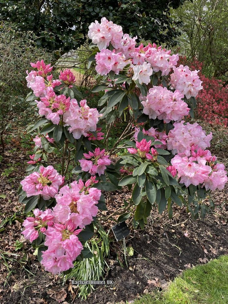 Rhododendron 'Cotton Candy' in the Rhododendrons Database - Garden.org