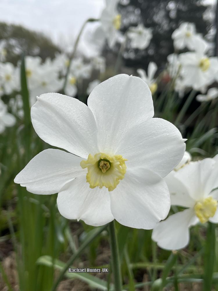Small-cupped Daffodil (Narcissus 'Polar Ice') in the Daffodils Database ...