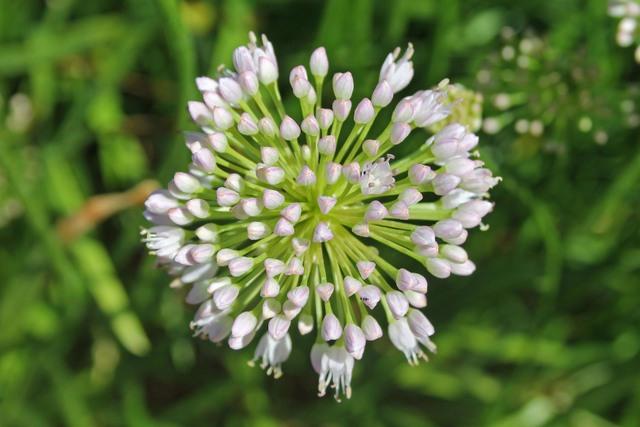 German Garlic (Allium senescens) - Garden.org