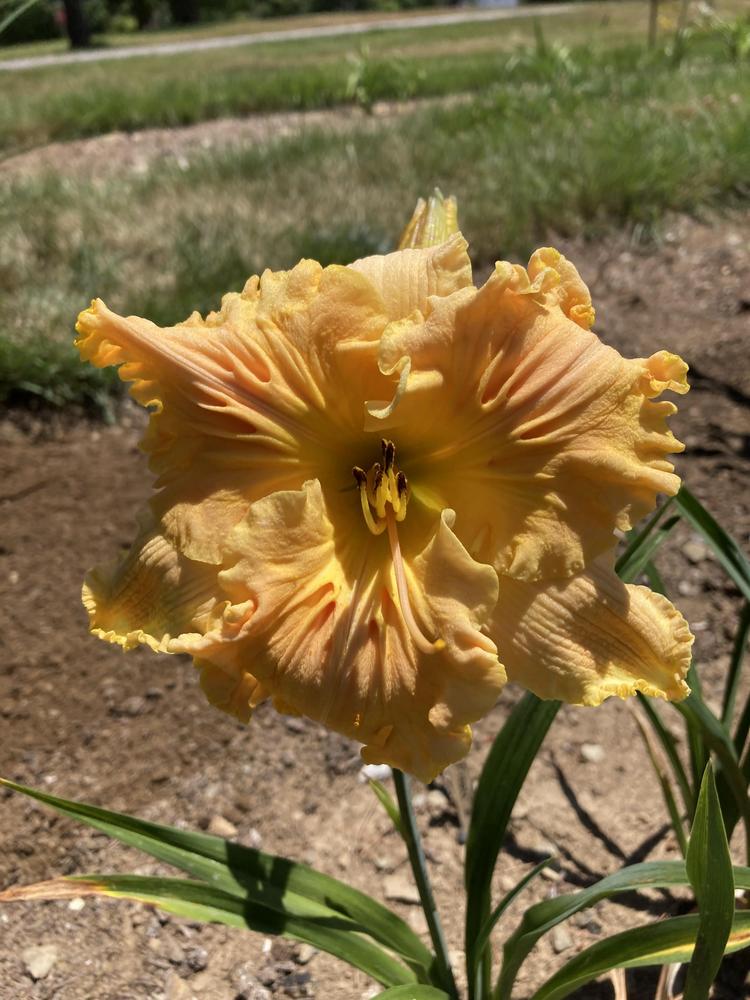 Photo of the bloom of Daylily (Hemerocallis 'Fiddle of Gold') posted by ...