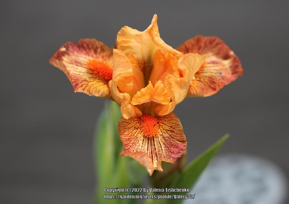 Photo of the bloom of Iris 'Hot Lava' posted by Valery33 - Garden.org