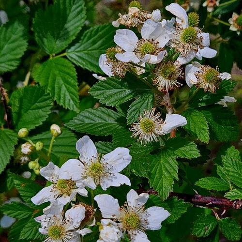 Southern Blackberry (Rubus argutus) in the Rubus Database - Garden.org